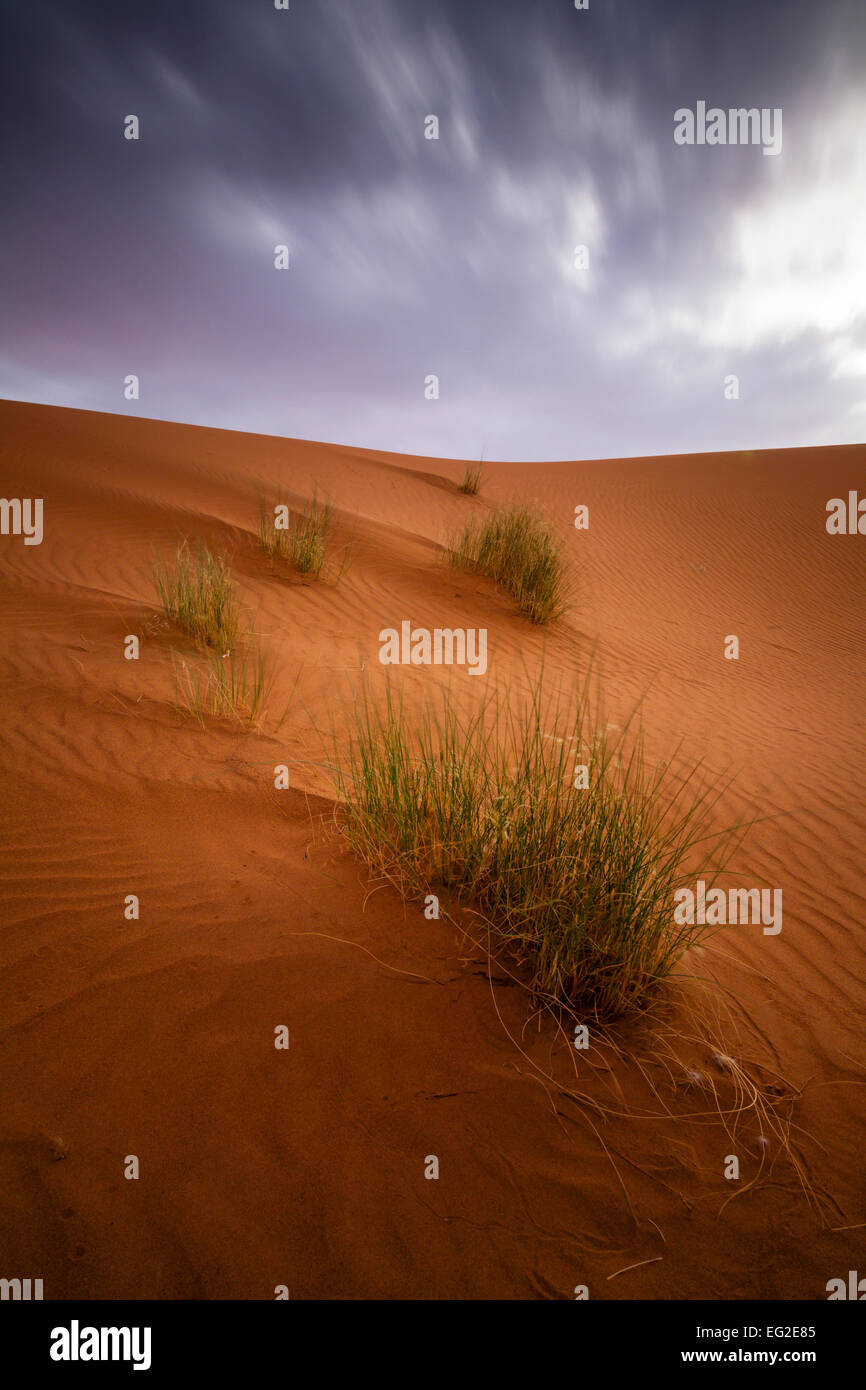 Tussock grasses hi-res stock photography and images - Alamy