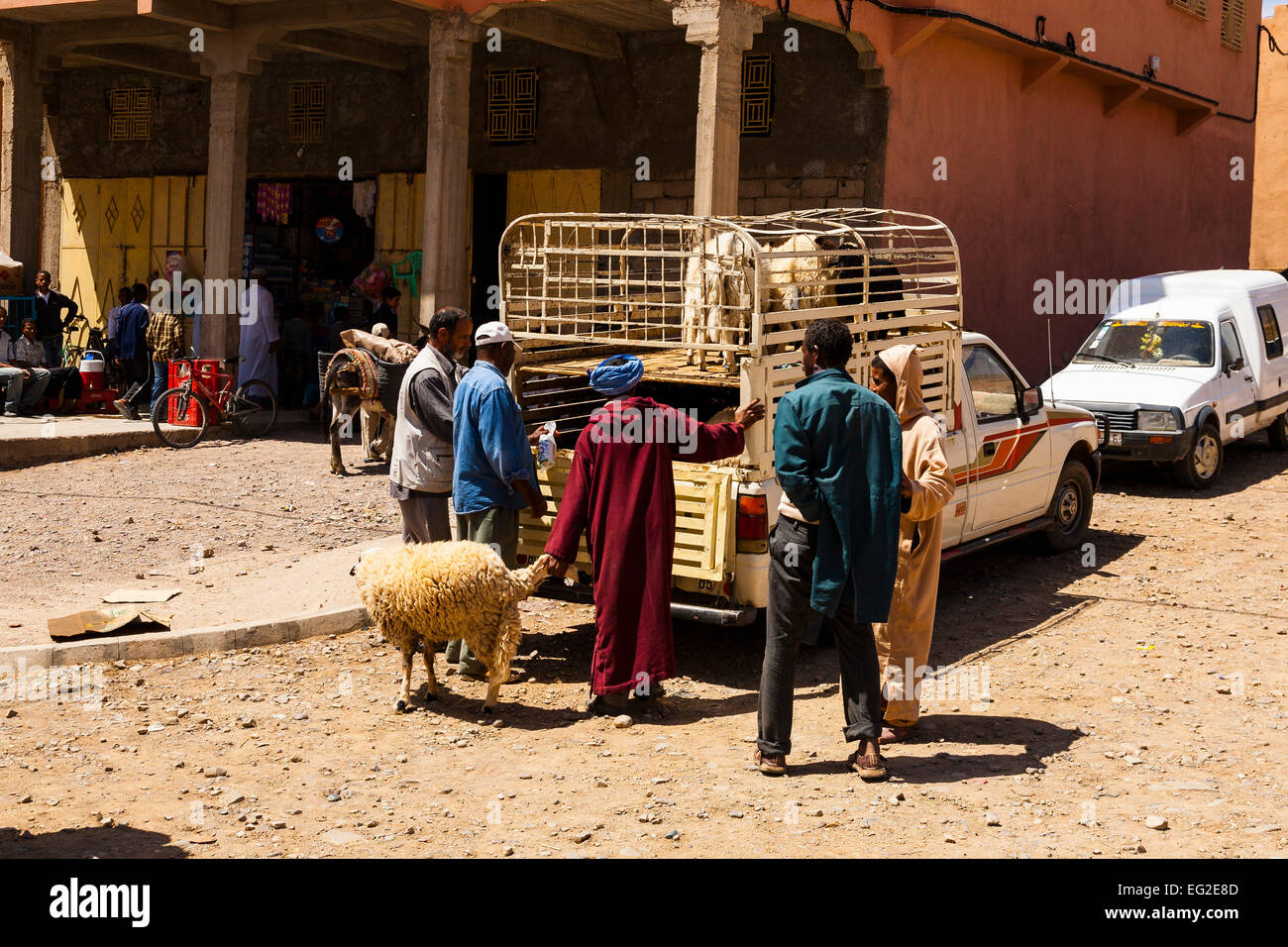 Sheep in a livestock transport hi-res stock photography and images - Alamy