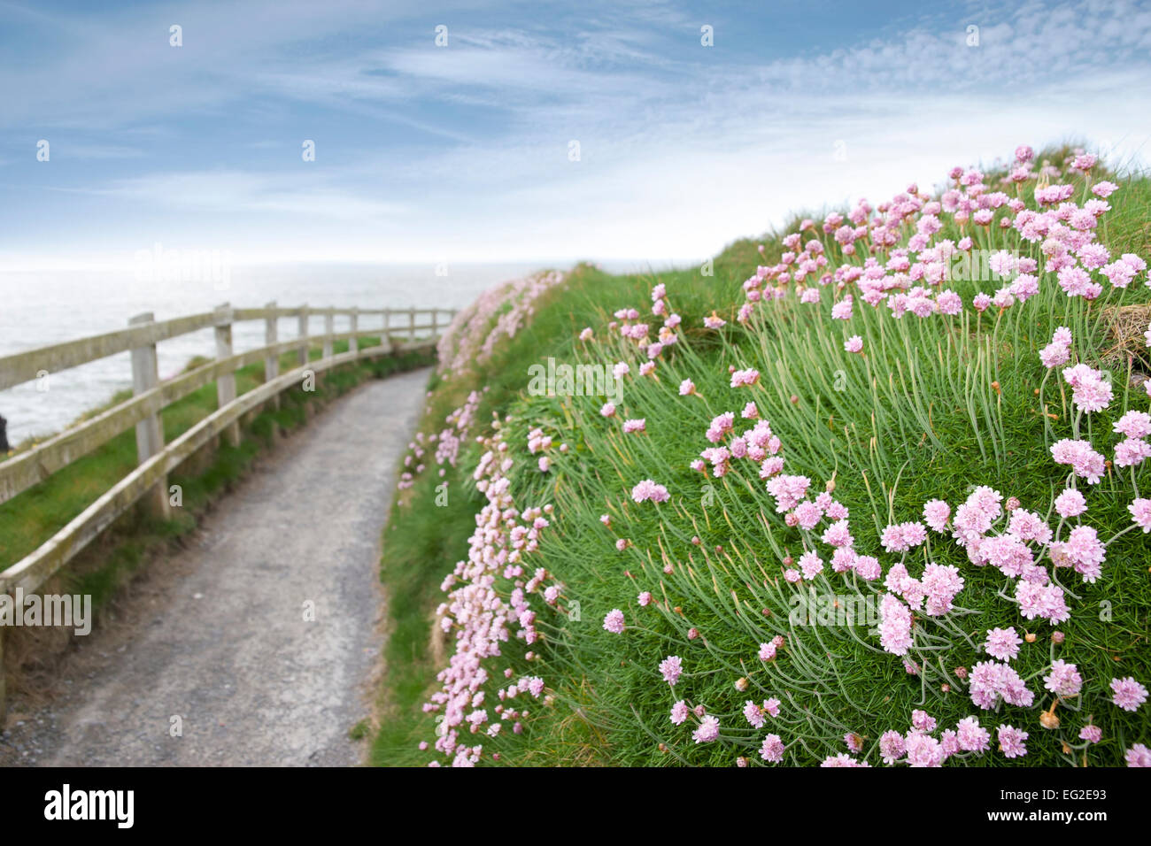 wild flowers along a cliff walk path in county Kerry Ireland on the ...