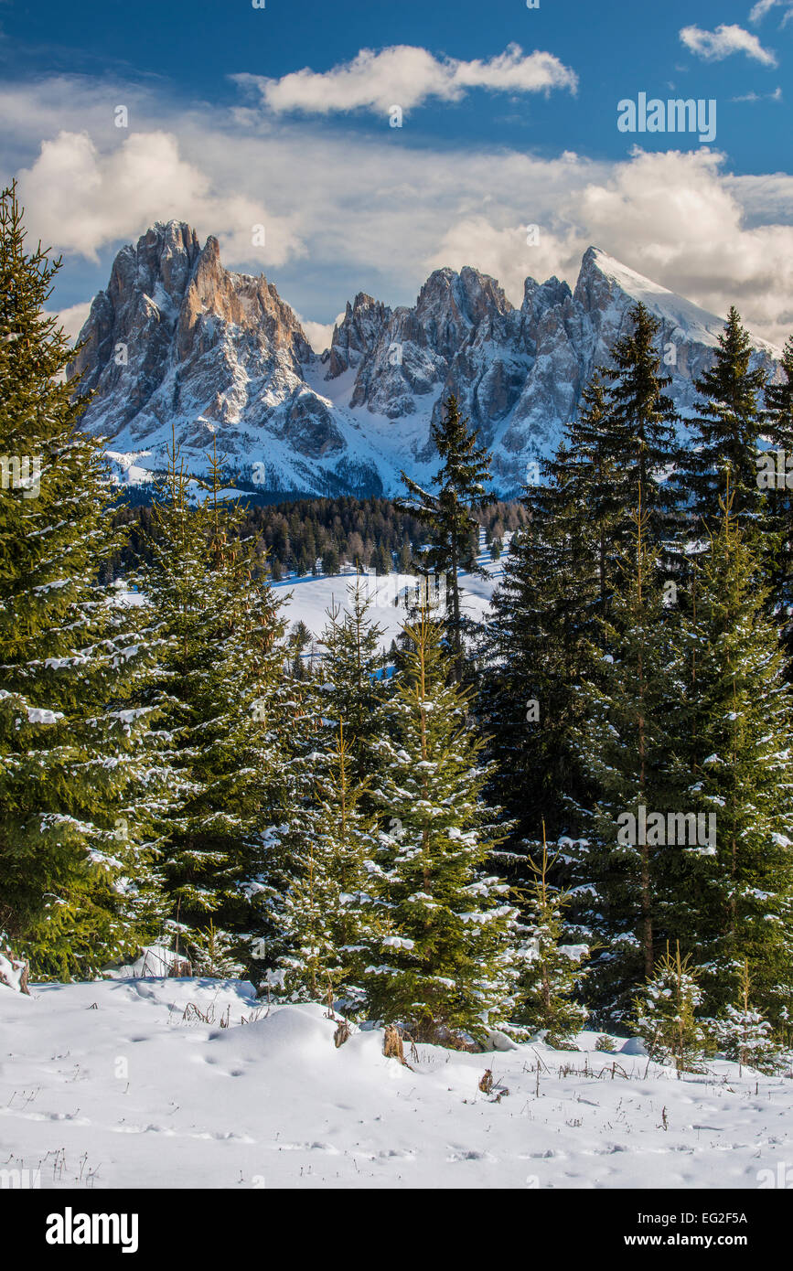 Scenic winter view of Seiser Alm Alpe di Siusi with Sassolungo or ...