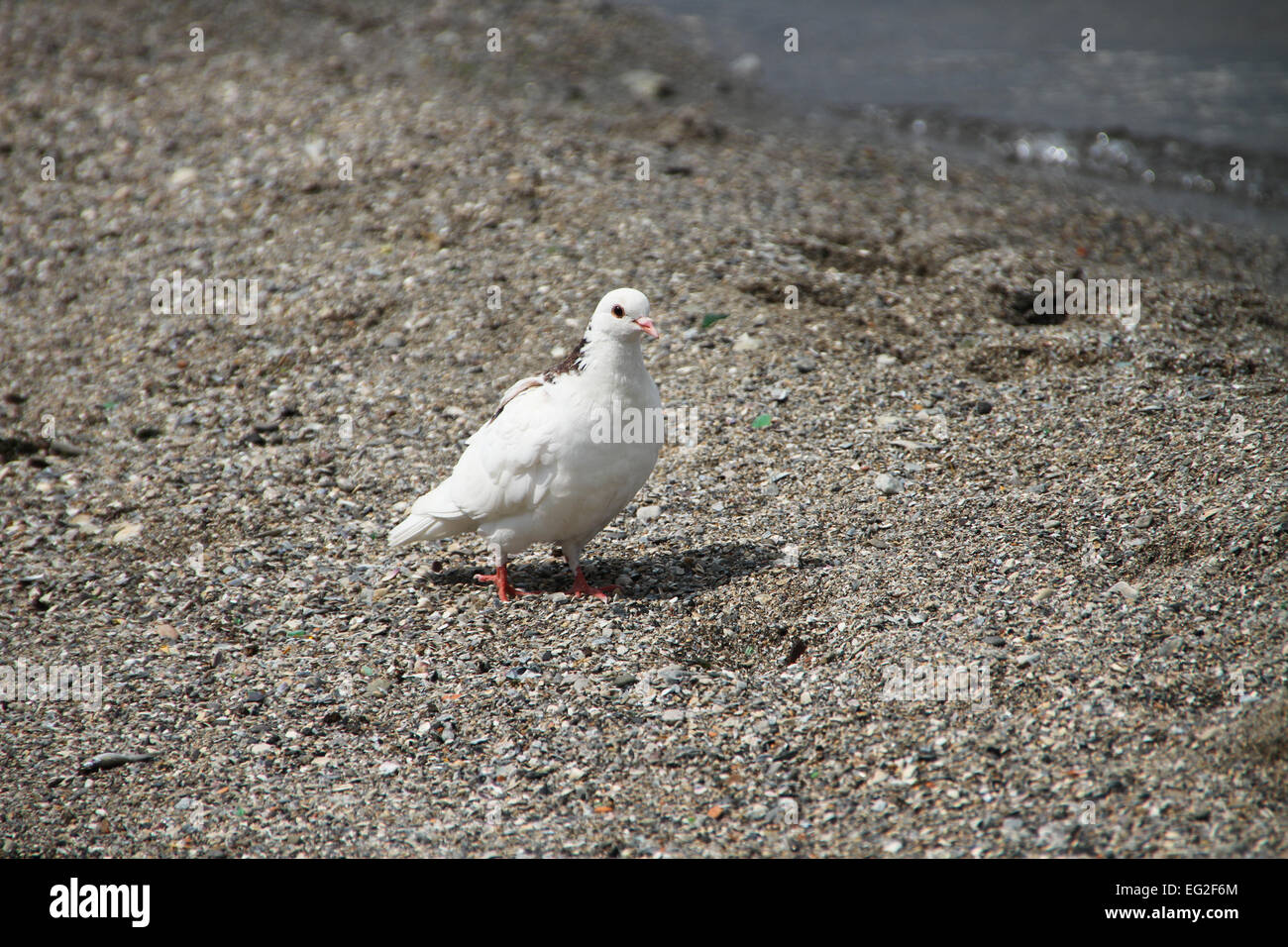 White dove is on the sea shore Stock Photo - Alamy