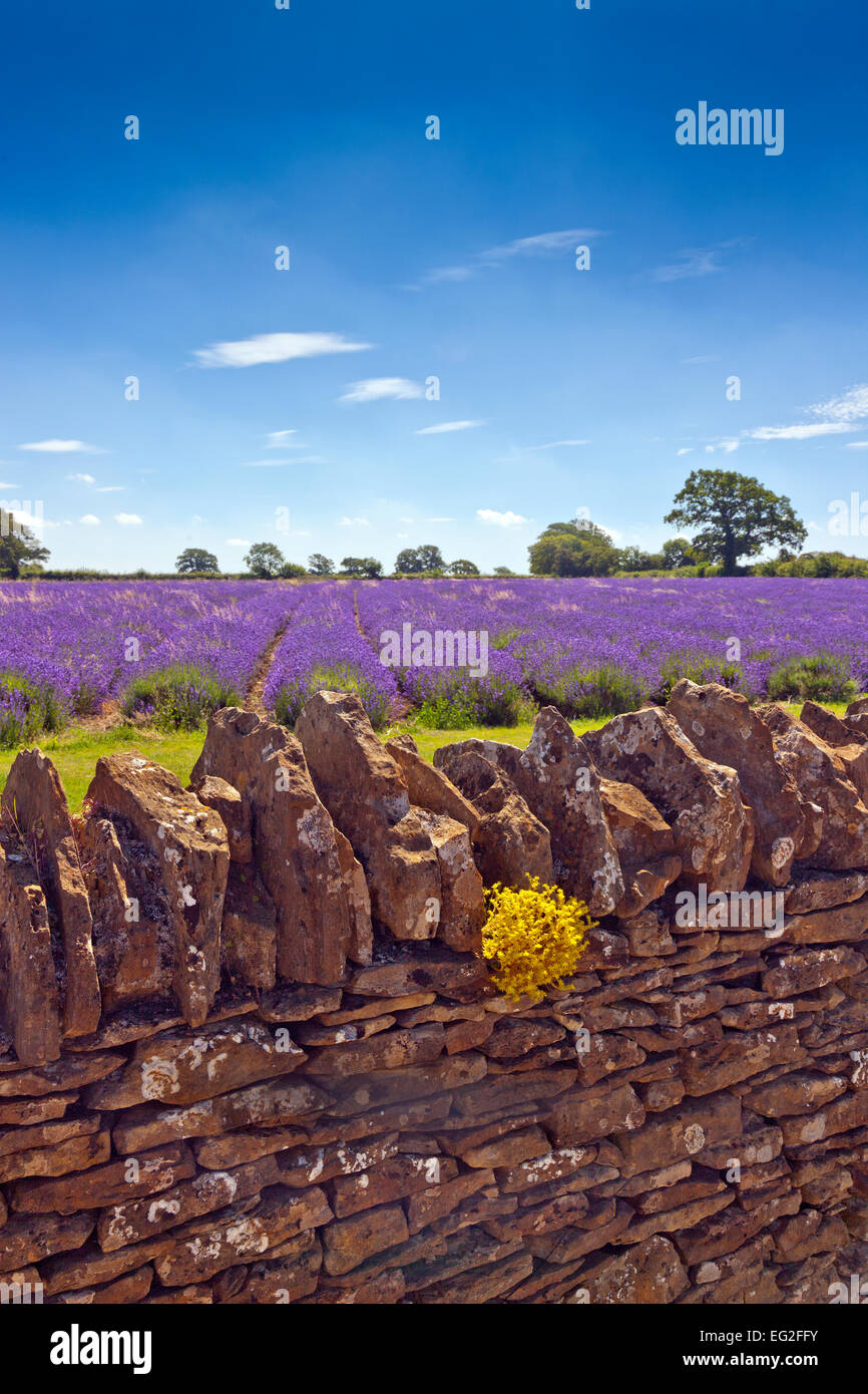 Lavender fields and yellow stonecrop (Sedum nuttallianum) at the ...