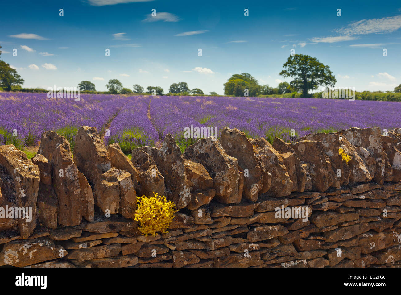 Lavender fields and yellow stonecrop (Sedum nuttallianum) at the ...