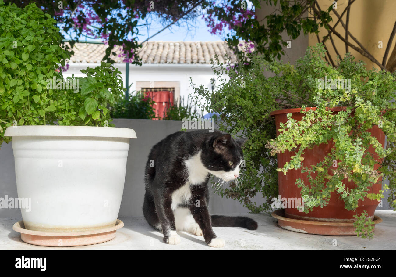 Cat in Corfu, Greece Stock Photo - Alamy