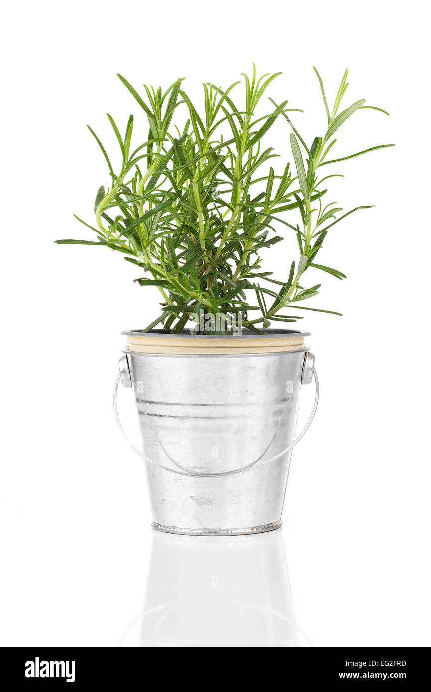 Herb pewter pot isolated hi-res stock photography and images - Alamy