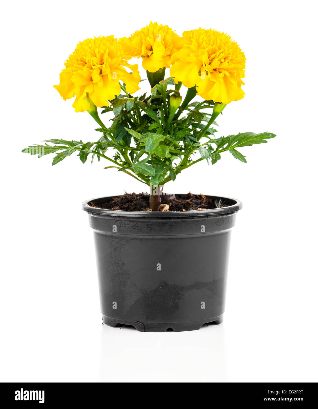 Marigold in pot hi-res stock photography and images - Alamy
