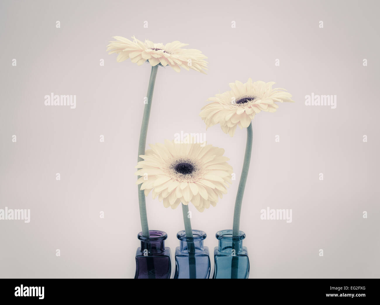 Three Gerberas in colored glass vases Stock Photo - Alamy