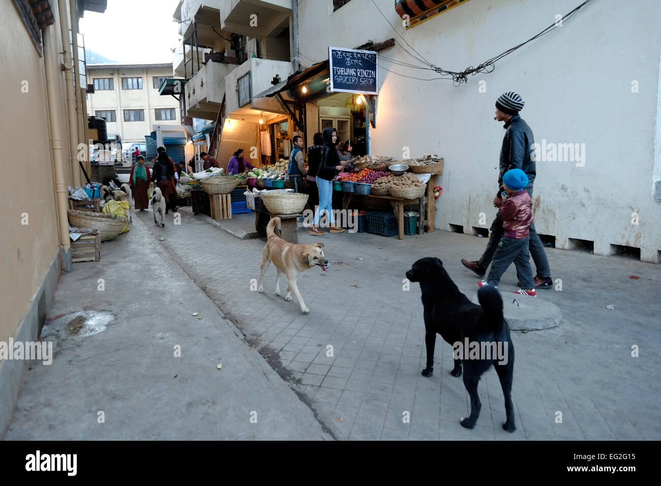 Stray dogs in the city of Thimphu in Bhutan Stock Photo - Alamy