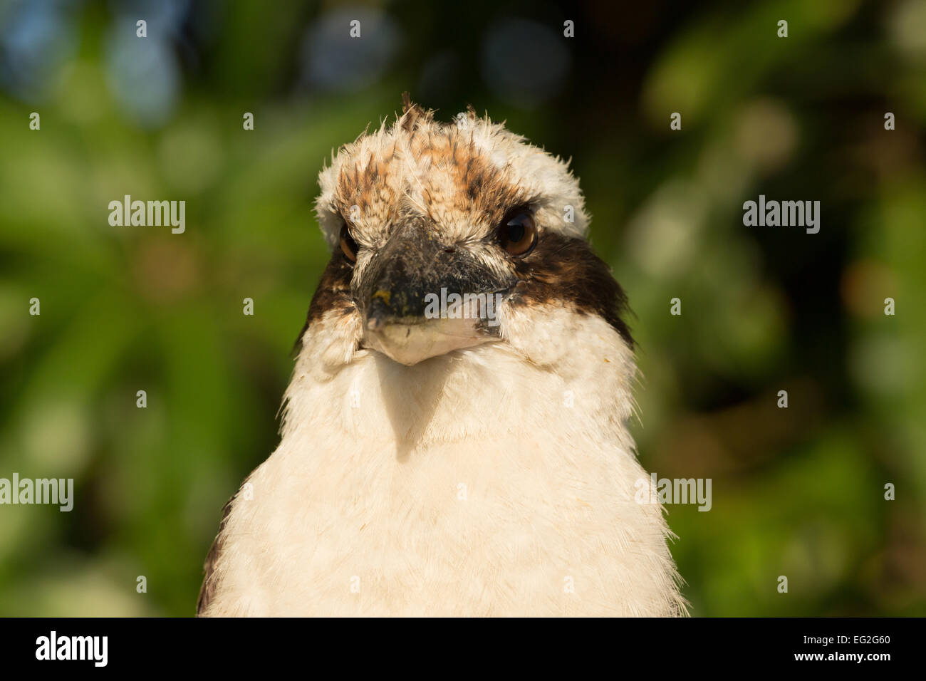 A close up photograph of a Laughing Kookaburra on a fence on the east ...
