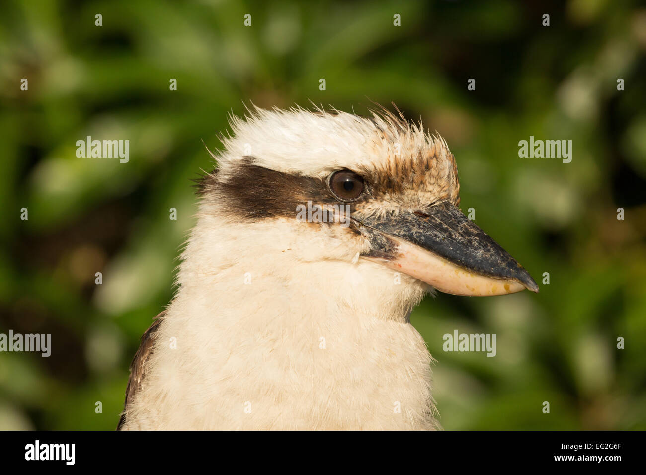 A close up photograph of a Laughing Kookaburra on a fence on the east ...
