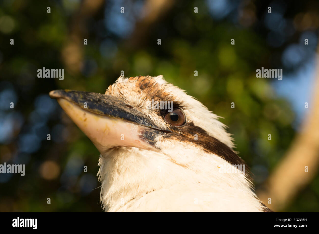 A close up photograph of a Laughing Kookaburra on a fence on the east ...