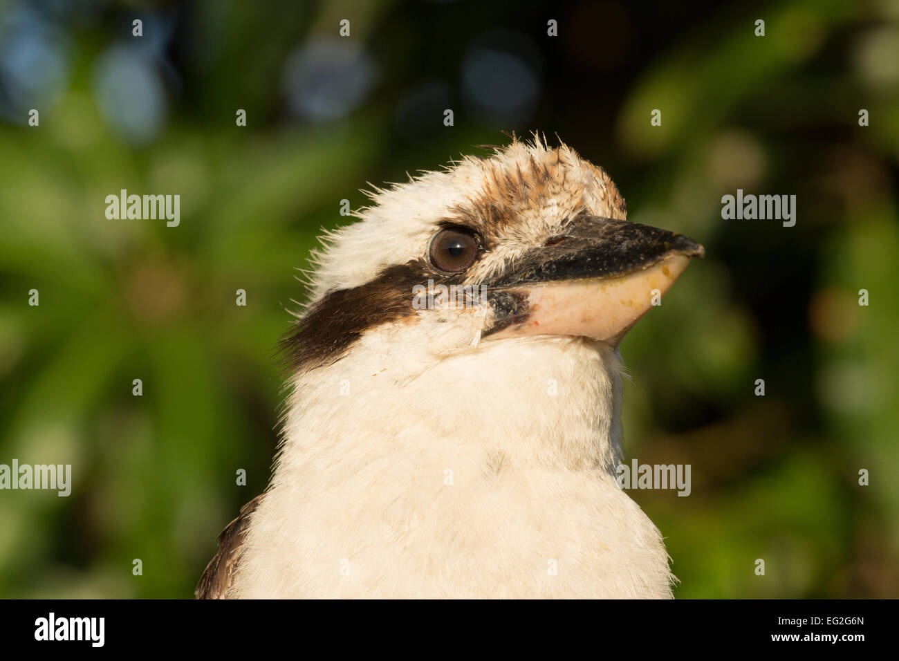 A close up photograph of a Laughing Kookaburra on a fence on the east ...