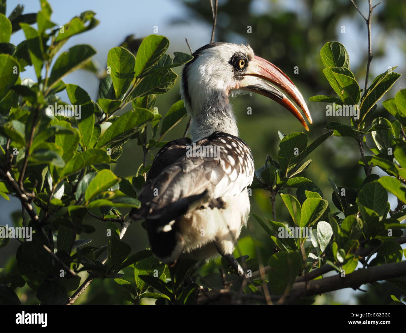 Ruaha Hornbill (Tockus Ruahae) perched in a bush in good side-light ...