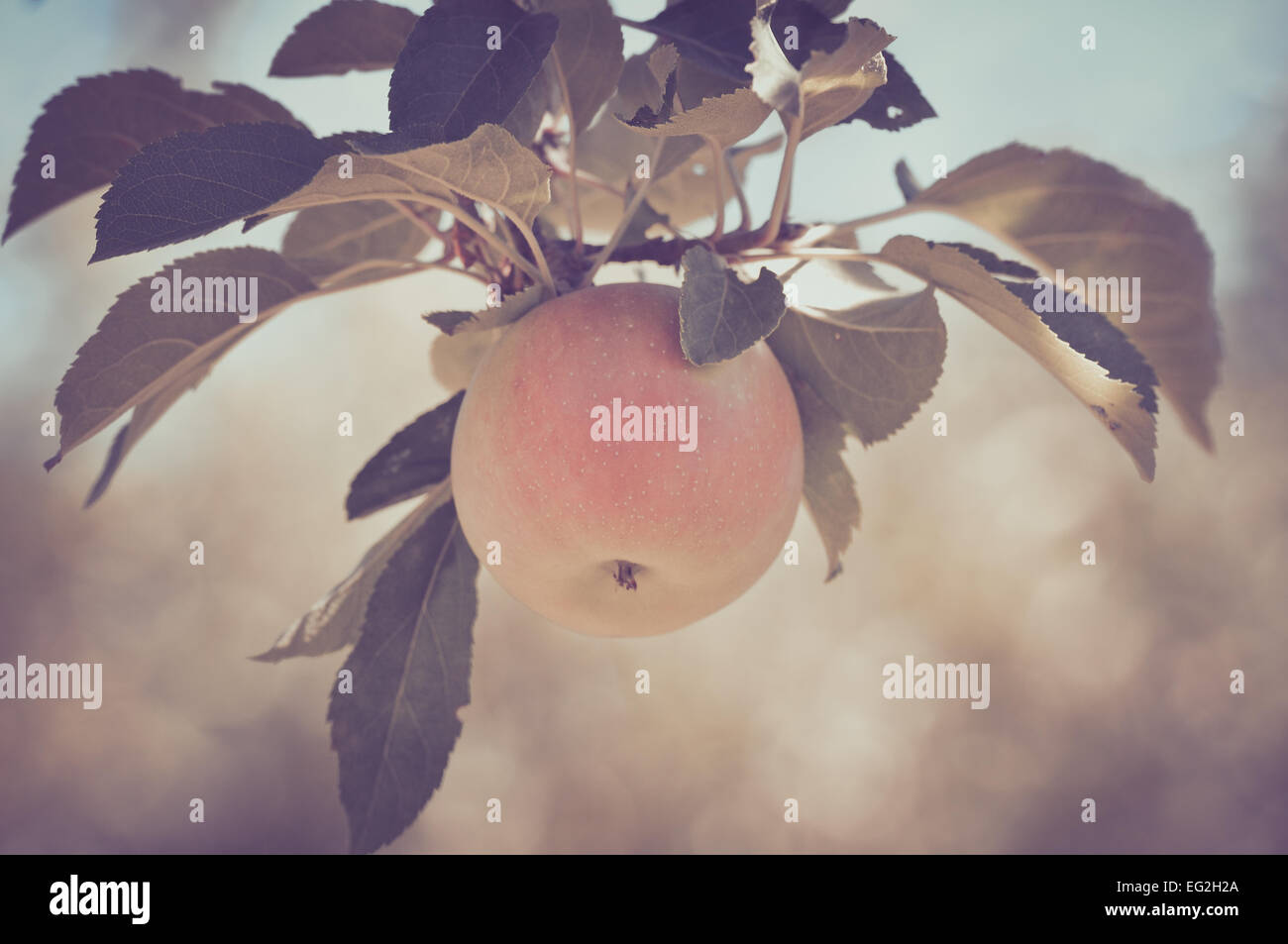 Apple on a Tree in a Vintage Film Style Stock Photo - Alamy