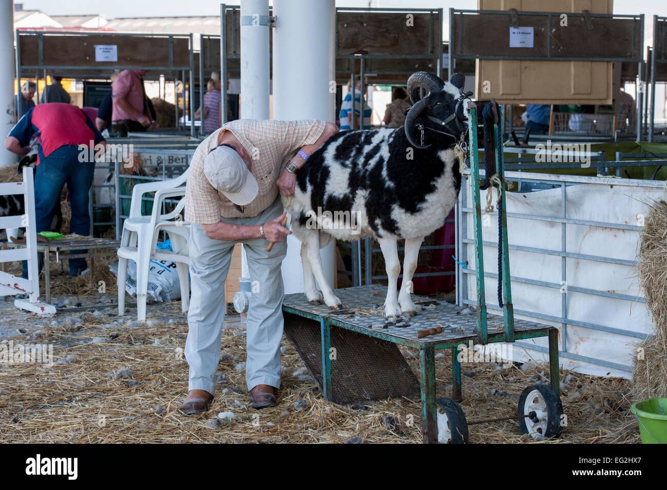 Competitor with curly horns in Jacob sheep class, is brushed by male ...