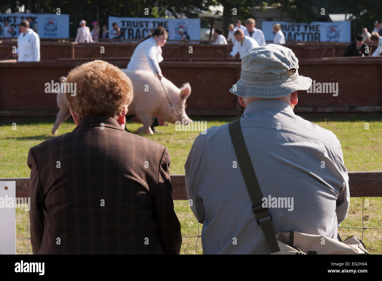A Large White Pig and its handler, in the show ring at The Great ...