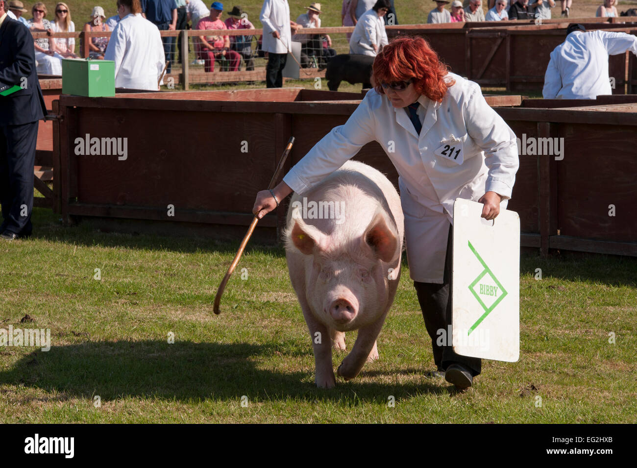 Pedigree pure-bred white pig (sow, boar) & handler using stick & board ...