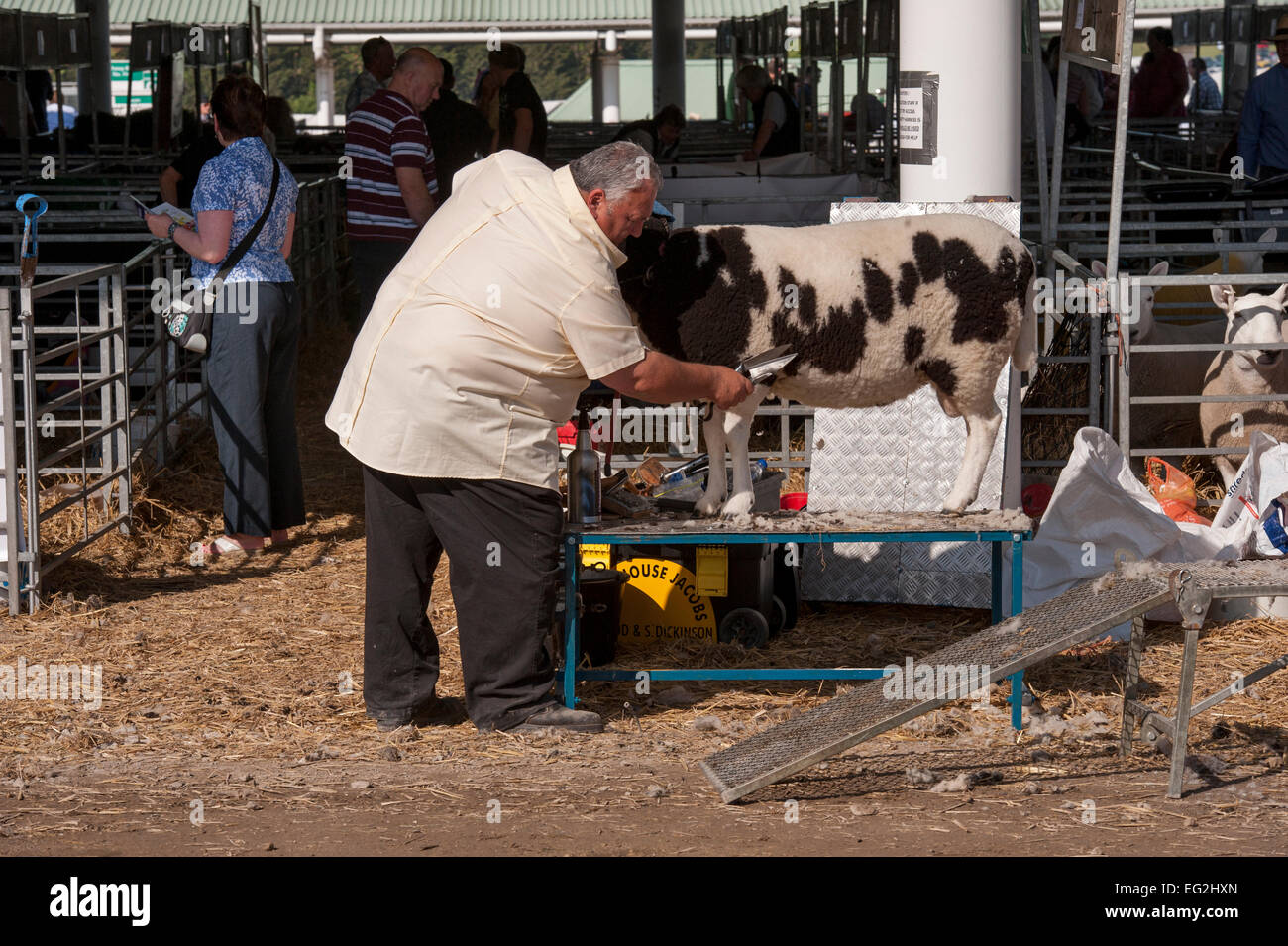 Competitor in Jacob sheep class is groomed with shears by its male ...