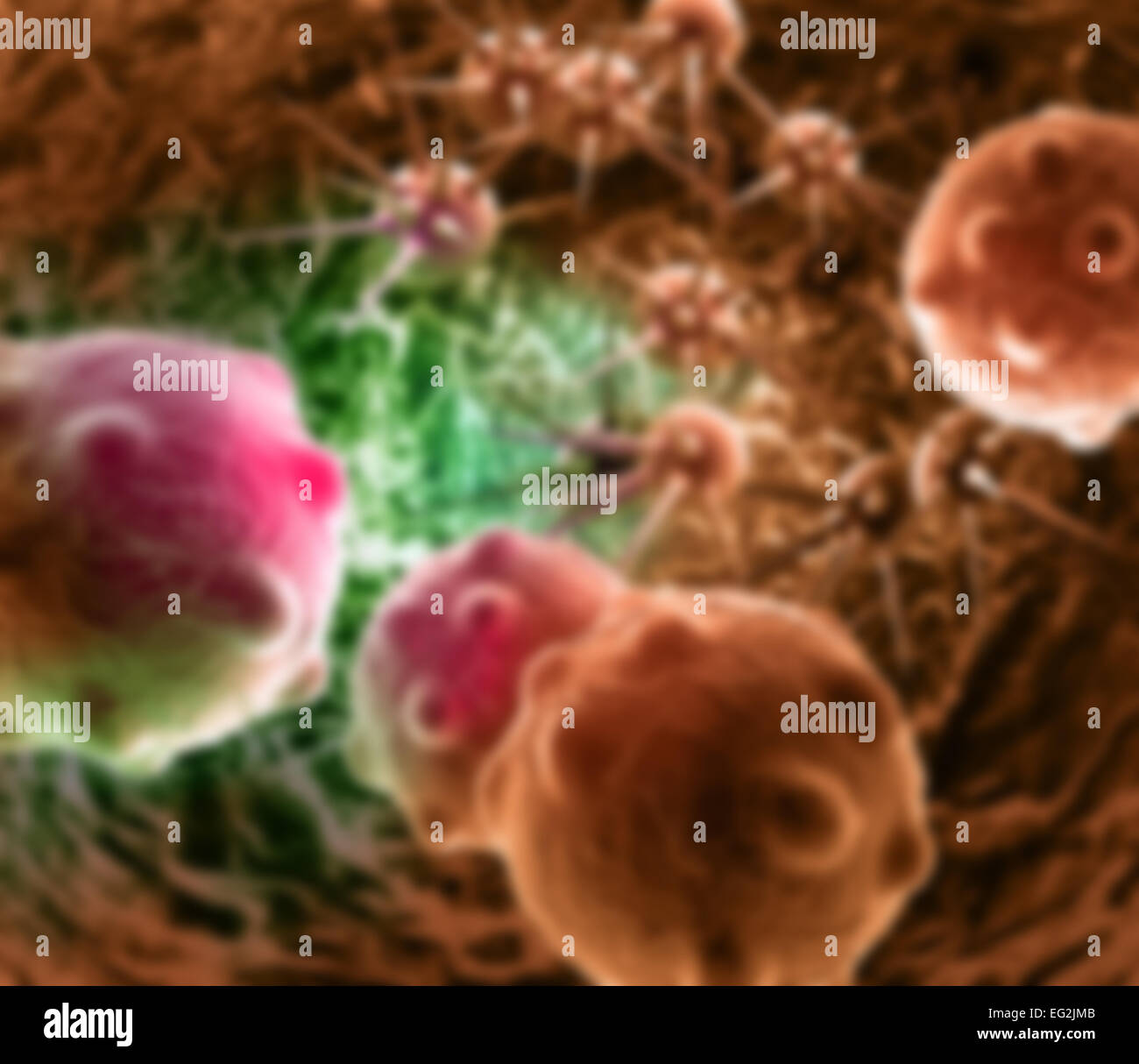 Colon Cancer Cells