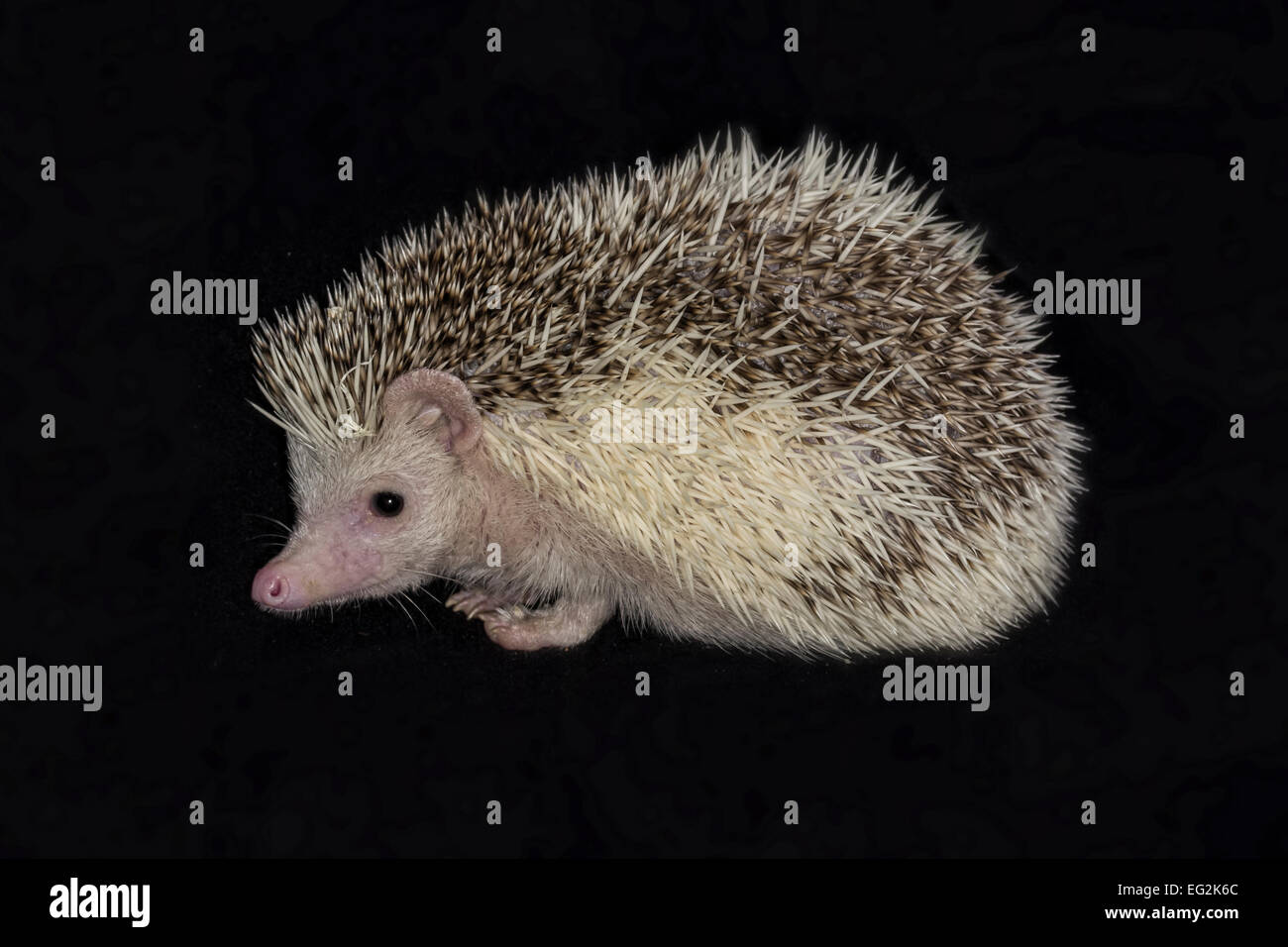 Close up and isolated photograph of a African pygmy hedgehog against a ...