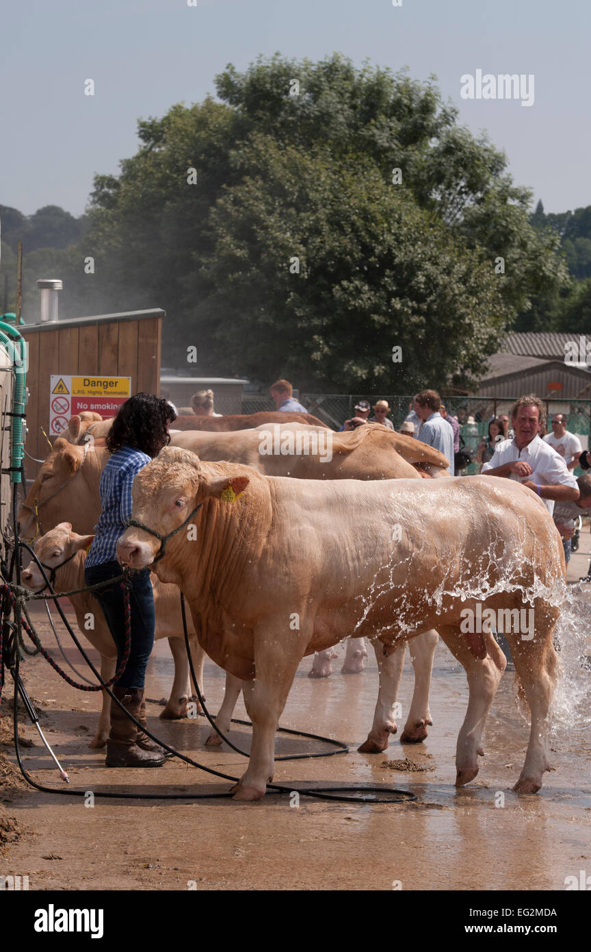 Woman is using a jet spray to wash British Blonde cattle, cleaning the ...