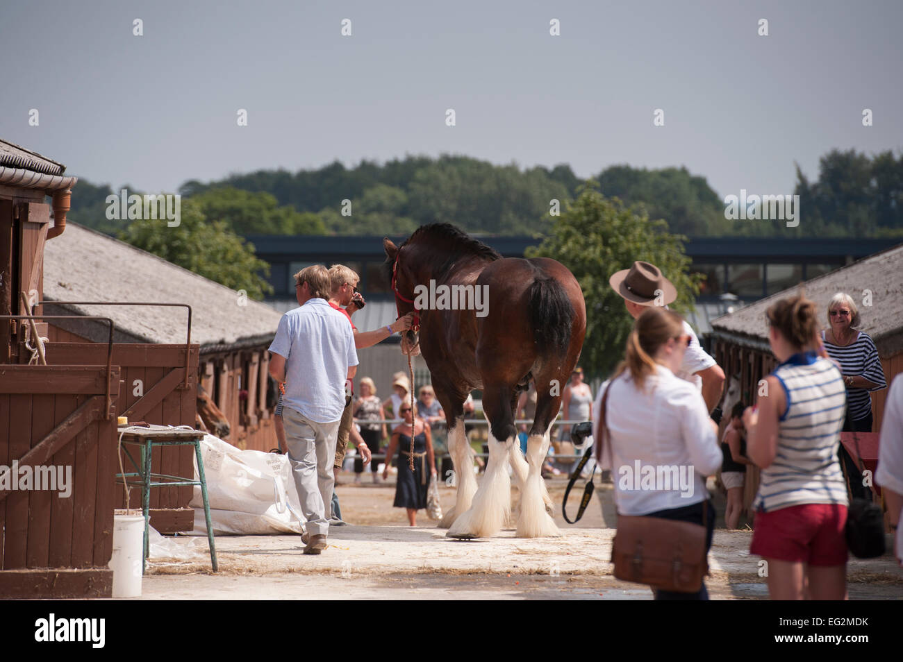 Impressive & immaculate Clydesdale horse standing with handler in ...