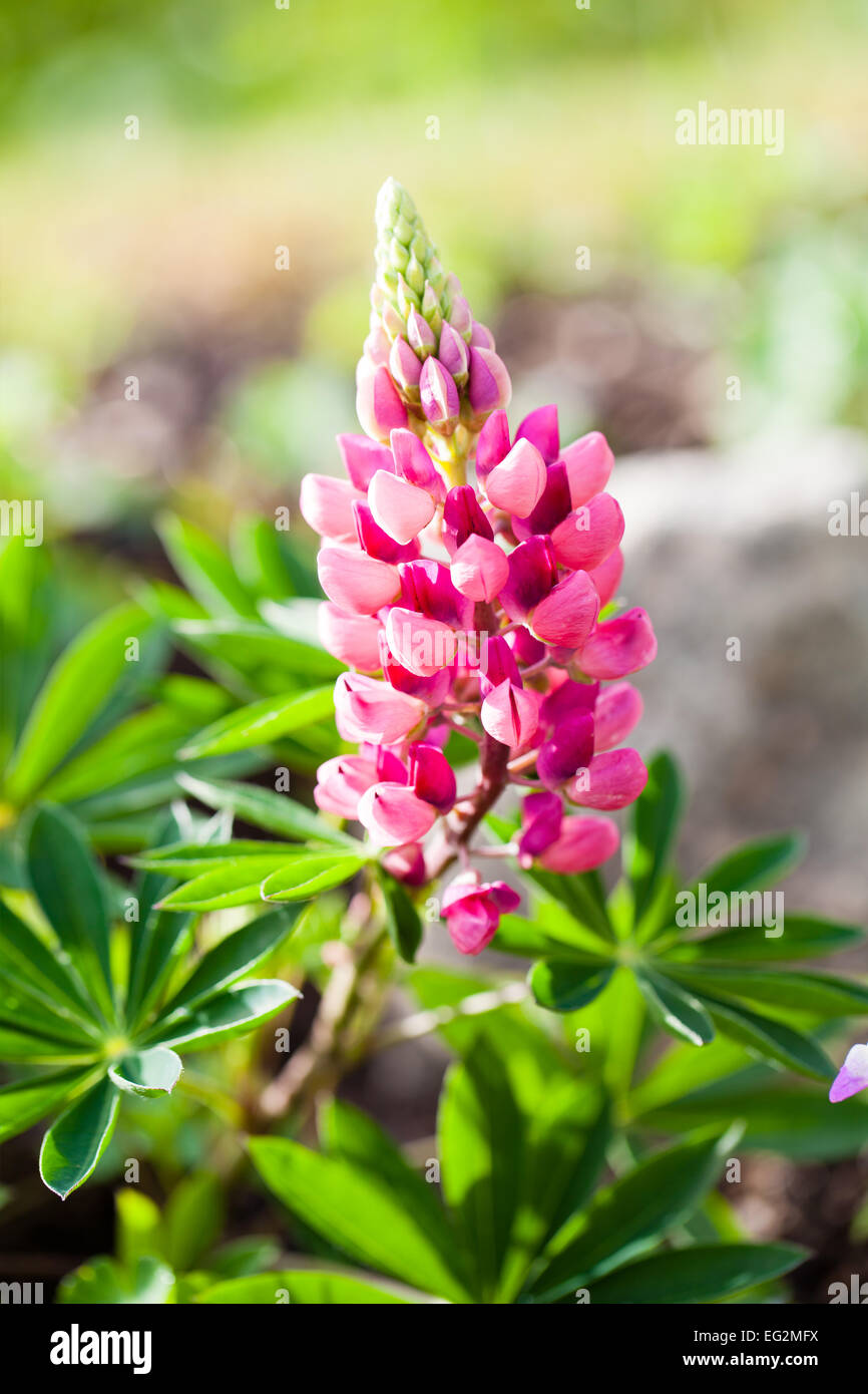 Flower lupinus hi-res stock photography and images - Alamy
