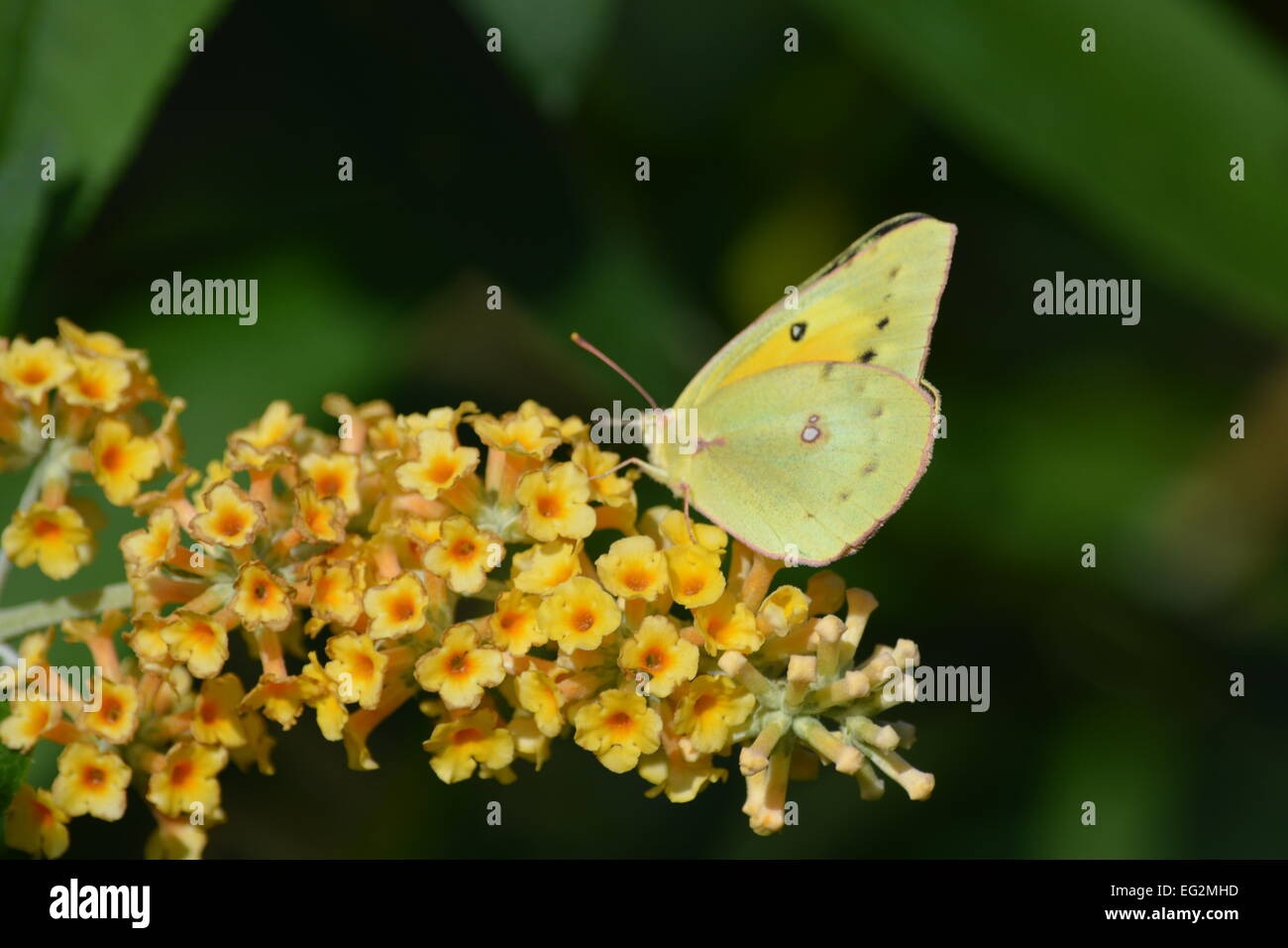yellow sulphur butterfly on a yellow butterfly bush Stock Photo - Alamy