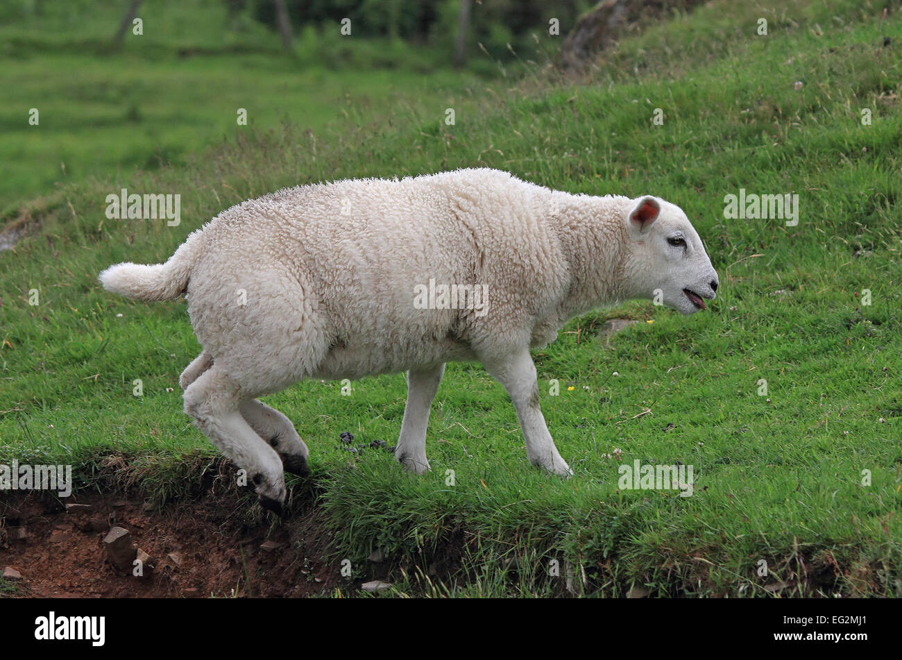 Sheep jumping hi-res stock photography and images - Alamy