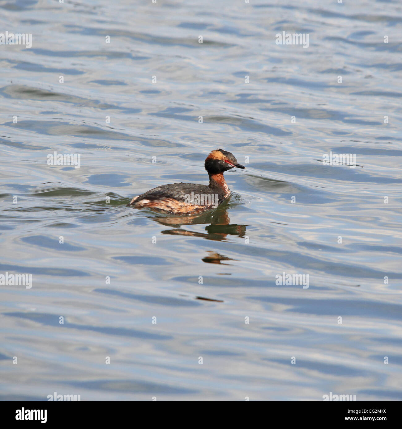 Nature slav hi-res stock photography and images - Alamy