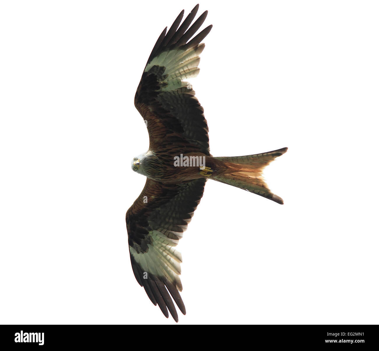 Red kite milvus raptor Cut Out Stock Images & Pictures - Alamy