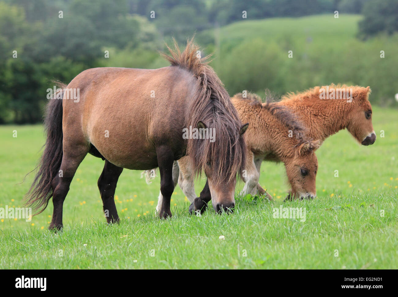 A family of Shetland Ponies, one adult and two young ones, eating grass ...