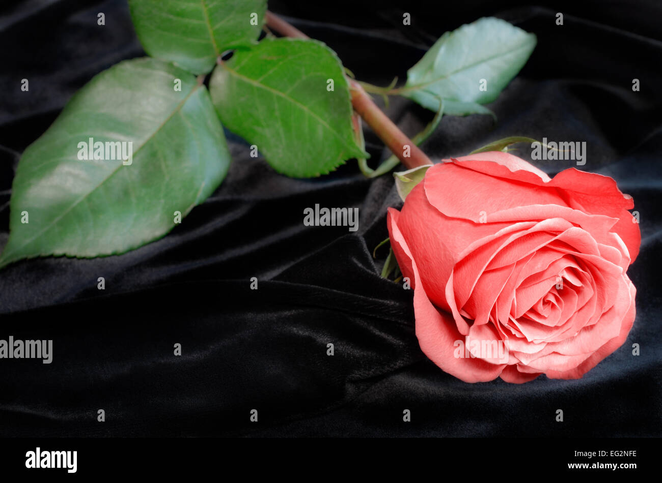 bright beautiful pink rose Stock Photo - Alamy