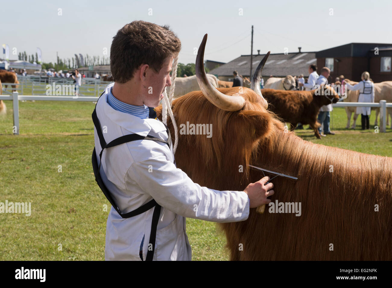 Smart cow hi-res stock photography and images - Alamy