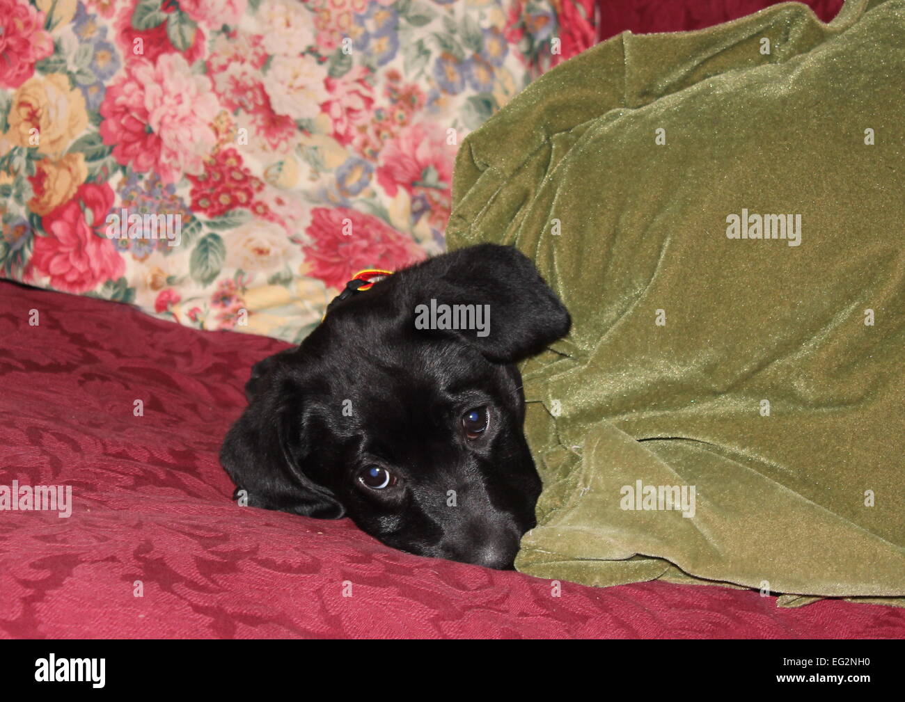 Labrador puppy on couch Stock Photo - Alamy