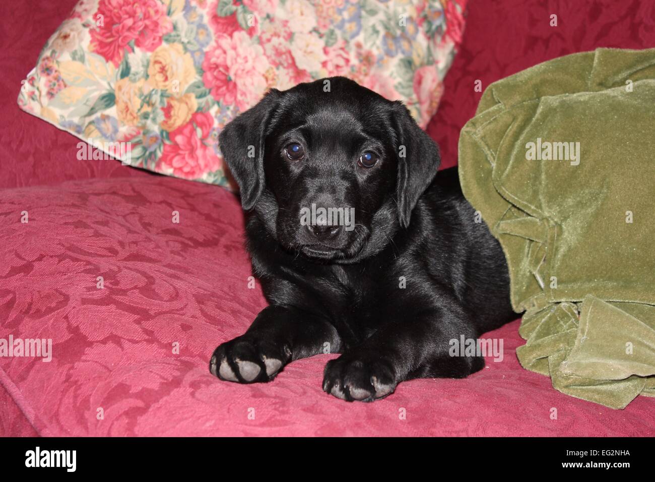 Labrador puppy on couch Stock Photo - Alamy