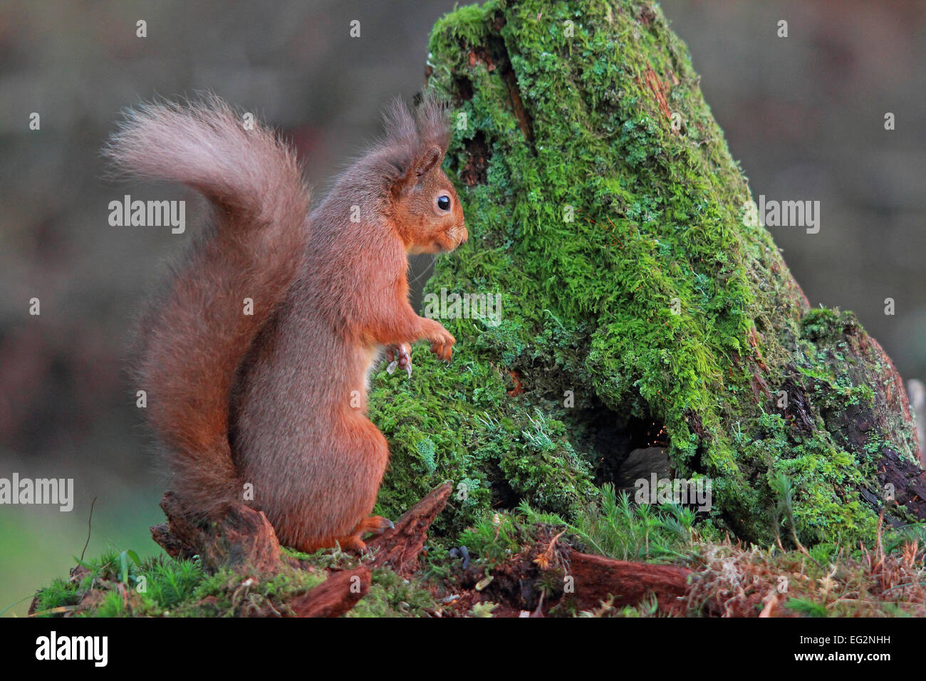 Scottish forest habitat hi-res stock photography and images - Alamy