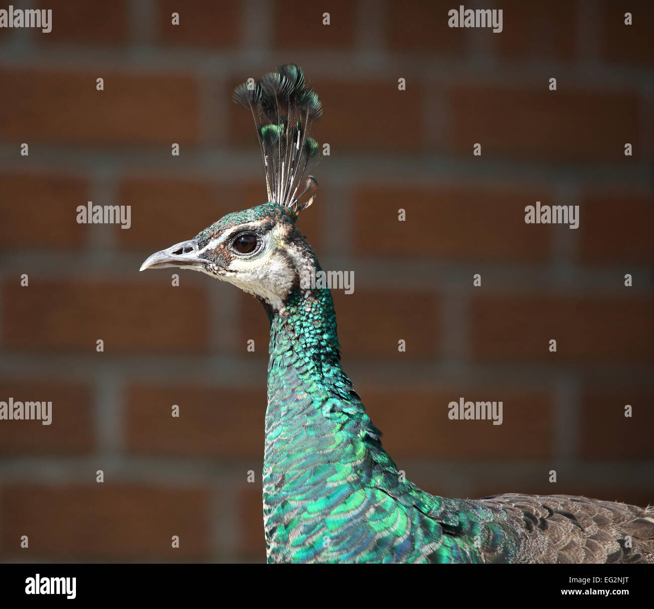 Peahen High Resolution Stock Photography and Images - Alamy