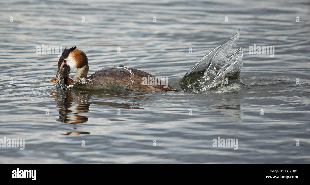 Grebe feet hi-res stock photography and images - Alamy