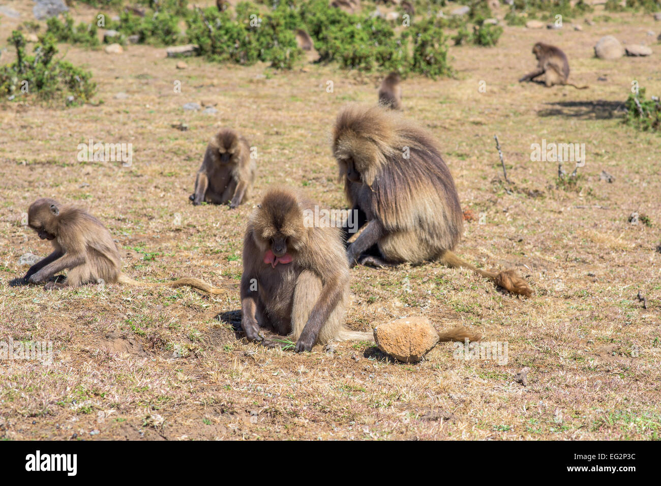 Baboon Root High Resolution Stock Photography and Images - Alamy