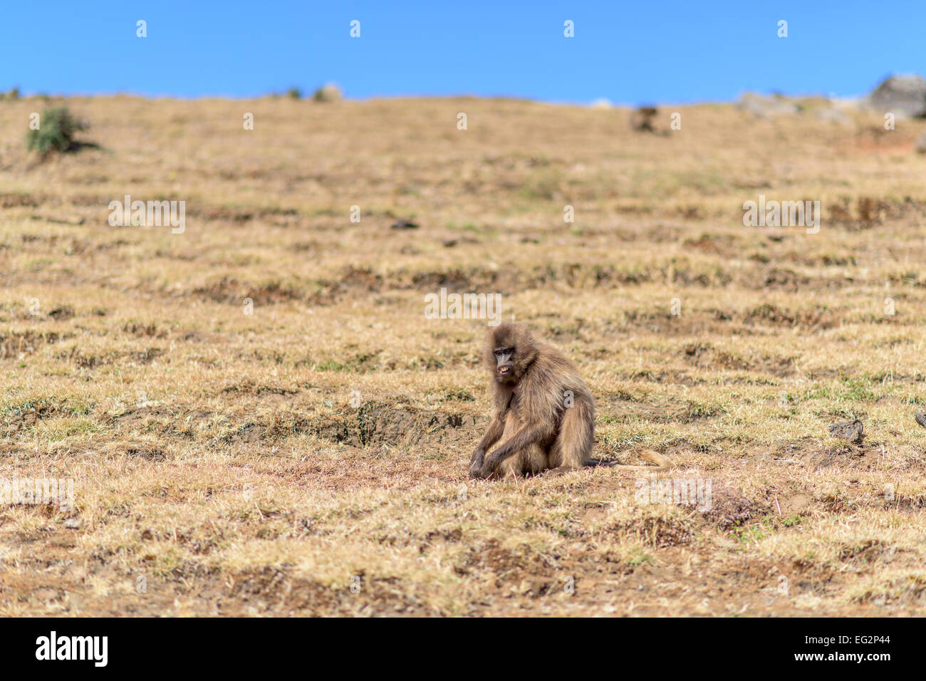 Female gelada baboon sitting on a highland slope Stock Photo - Alamy