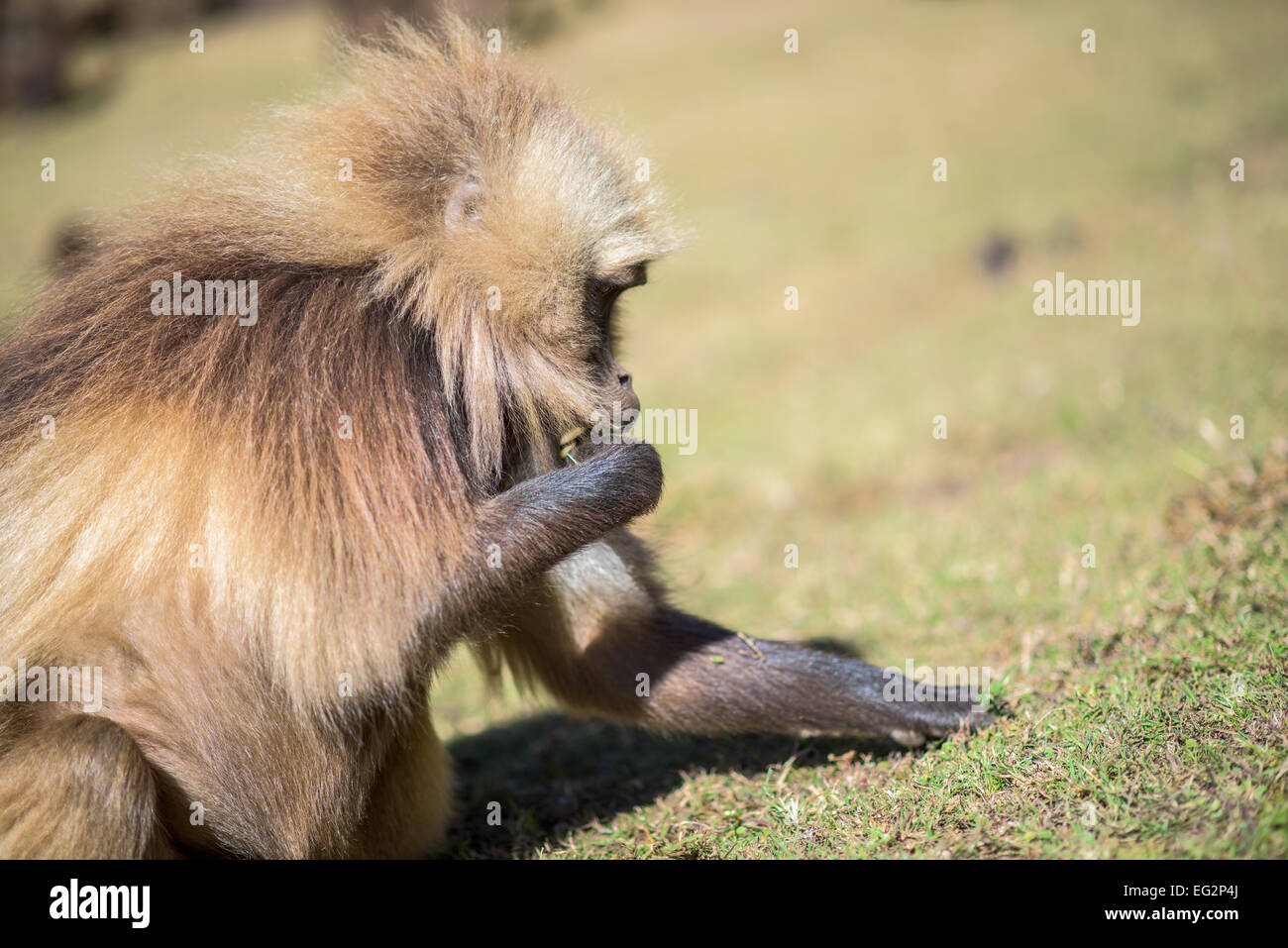 Baboon Root High Resolution Stock Photography and Images - Alamy