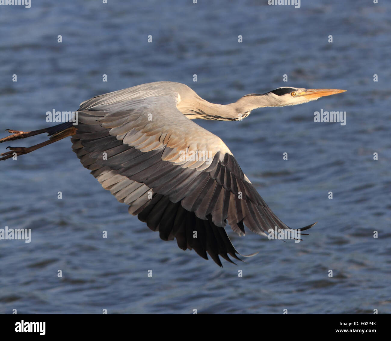 Grey Heron in flight against the blue water Stock Photo - Alamy