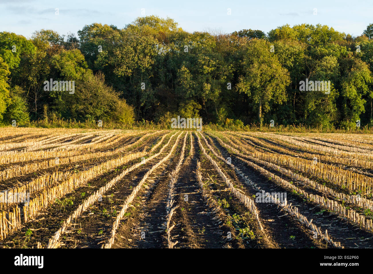 Lines of stubble on a recently harvested field of corn, Nottinghamshire ...