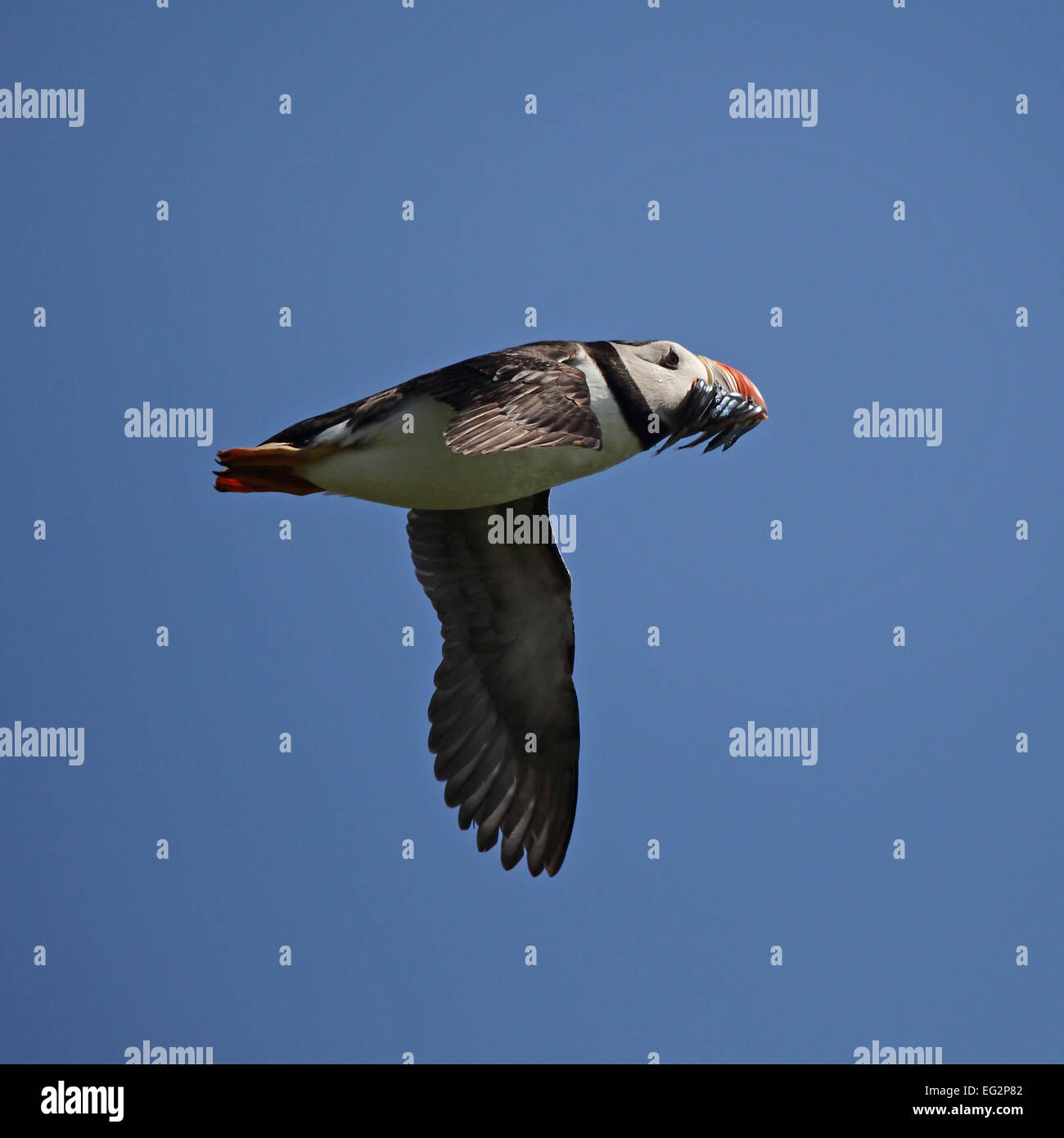 Sea parrot hi-res stock photography and images - Alamy