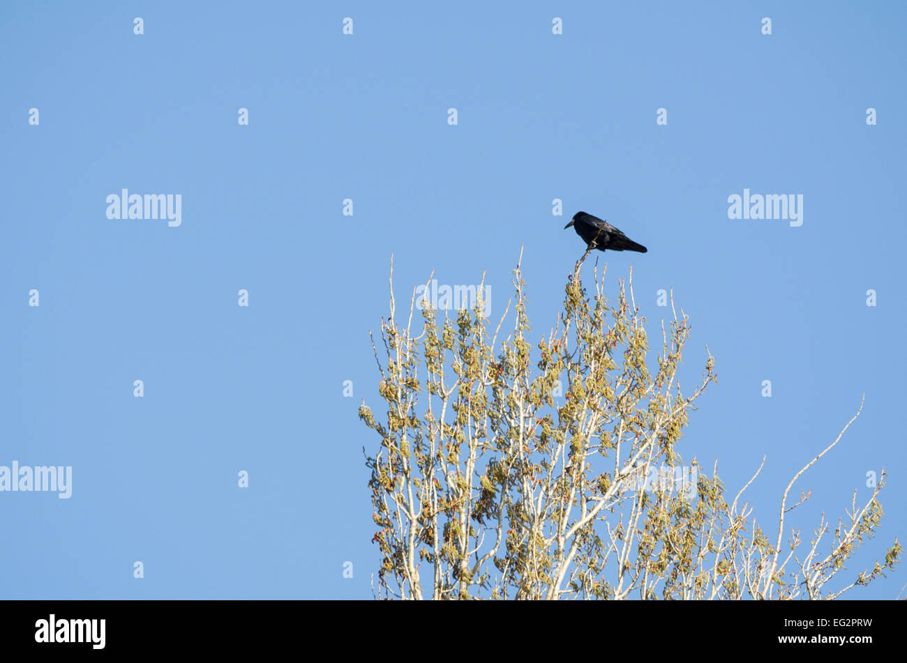 Crow on tree hi-res stock photography and images - Alamy