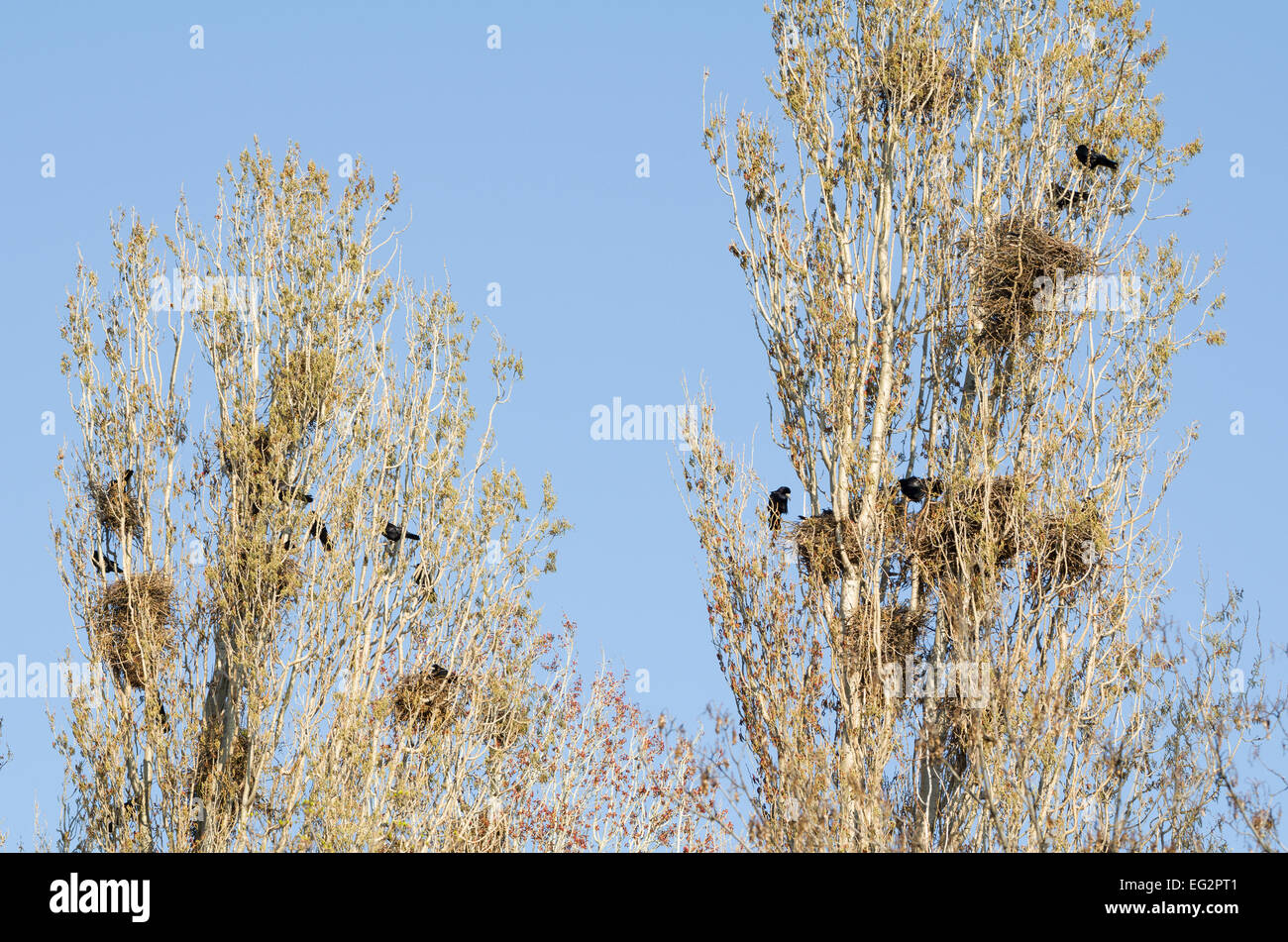 Carrion Crow's Nests on the Trees in front of the Clear Blue Sky Stock ...