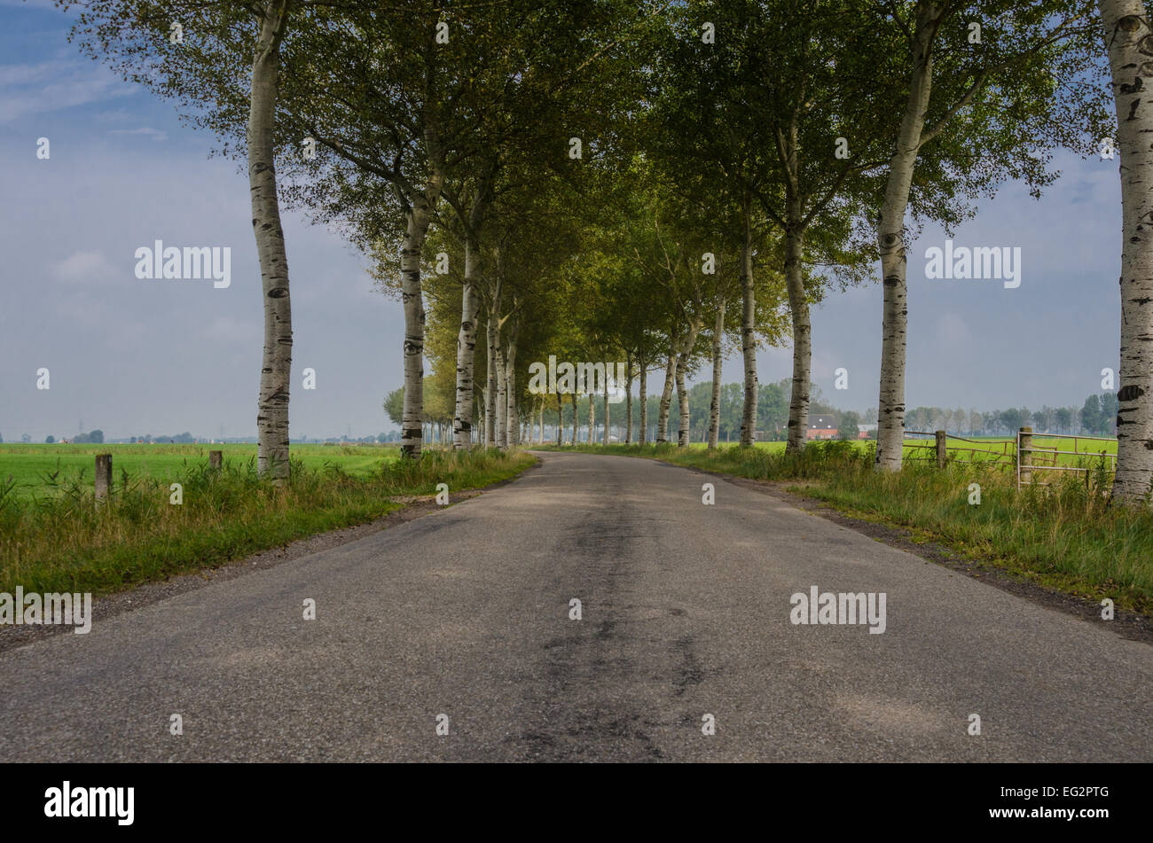 Road lined with birch trees hi-res stock photography and images - Alamy