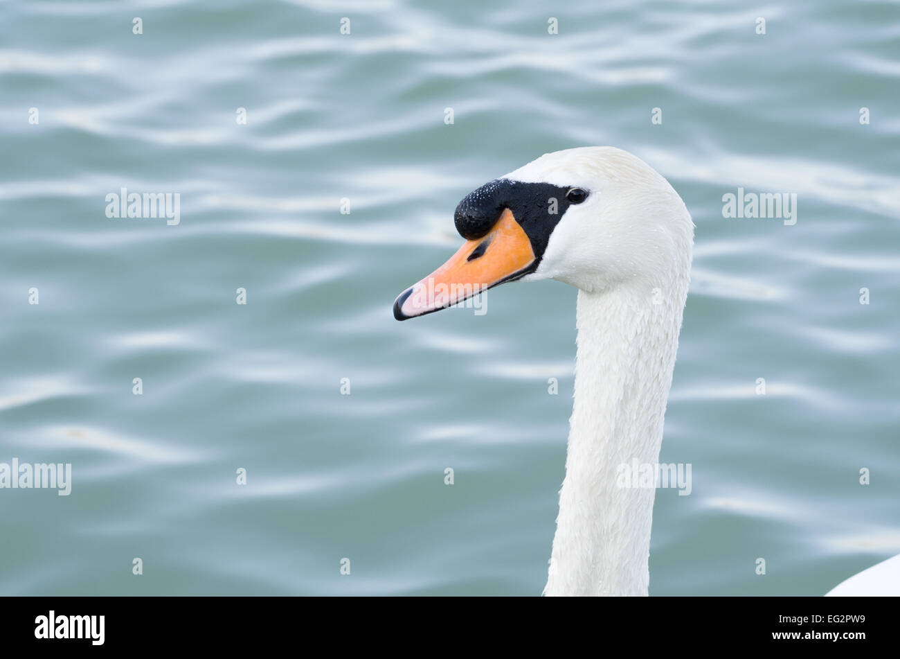 White swan long neck hi-res stock photography and images - Alamy