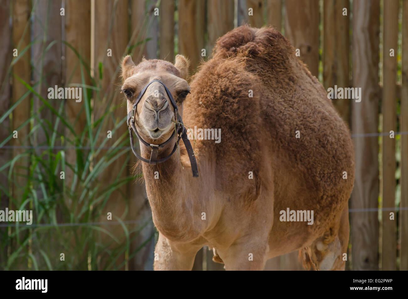 A brown camel with one hump Stock Photo - Alamy